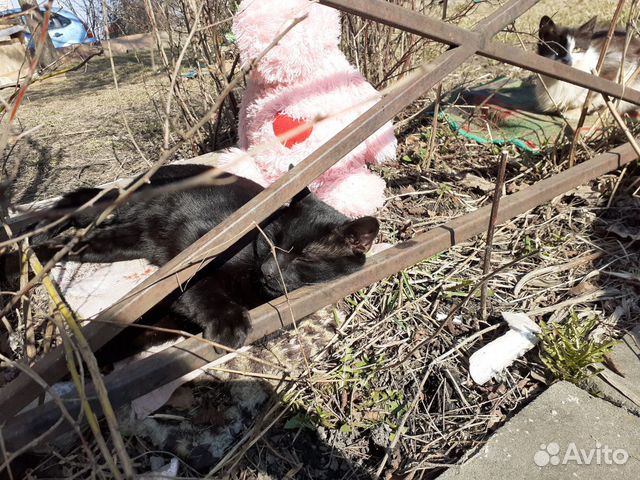 В заботливые руки