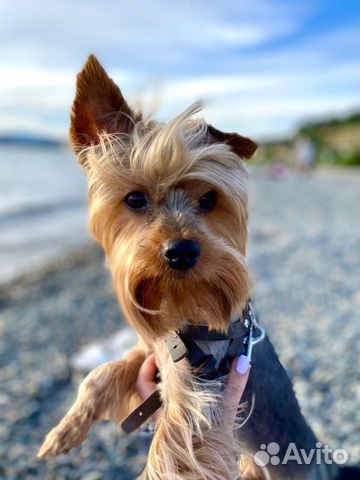 Кобель вязка