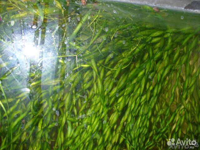 Аквариумное растение спираливидная валлиснерия