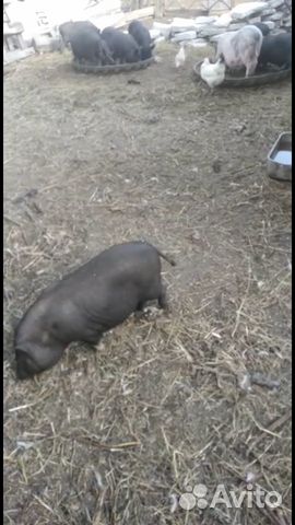 Вьетнамский вислобрюхий поросенок