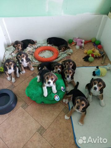Щенки бигля