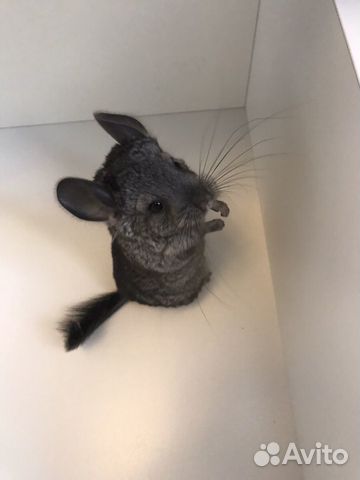 Шиншилла стандарт