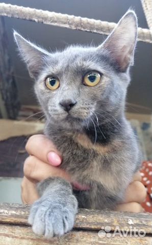 Корица ищет дом