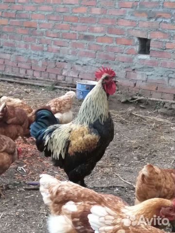 Куры. Несушки. Петух. Родонит-3