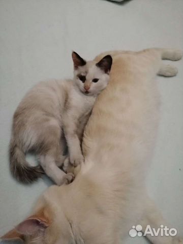 Кошка