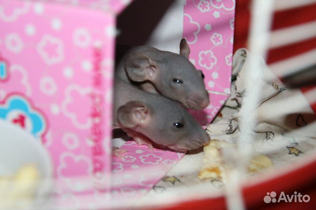 Крысята сфинкс, рекс, дабл рэкс разной "голости"