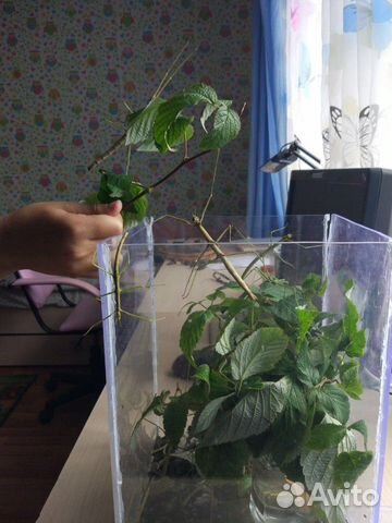 Анамский Палочник