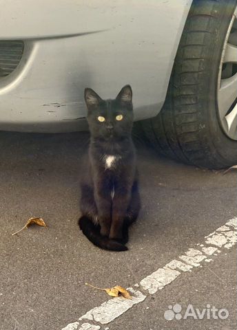 Черный котенок