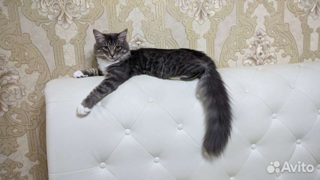 Отдам в добрые руки кота 6 месяцев