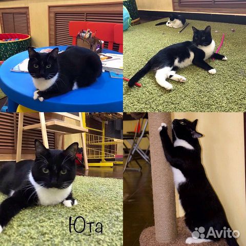 Кошечка Юта