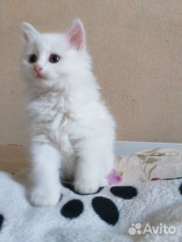 Белый котёнок