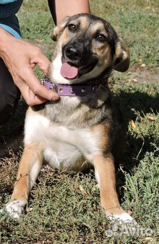 Комнатная Собака в добрые руки