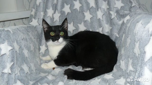 Котик 8 месяц Герцог