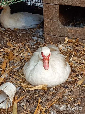 Индоутки (шептуны)