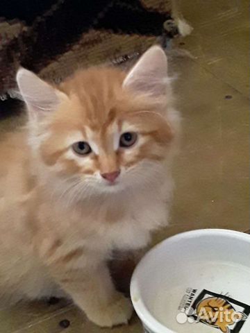 Котята курилский боптйл