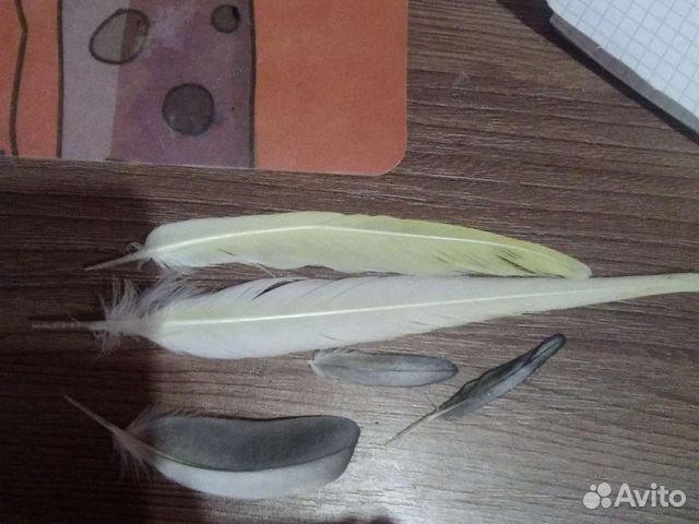 Перья кореллы