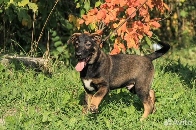 Щенок, мальчик Мишаня