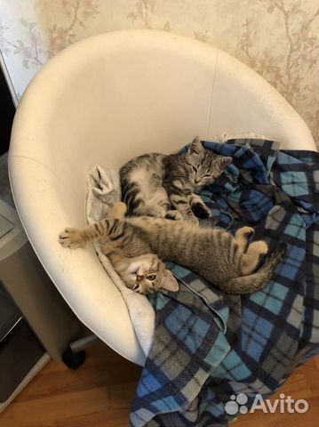 Котята ищут дом