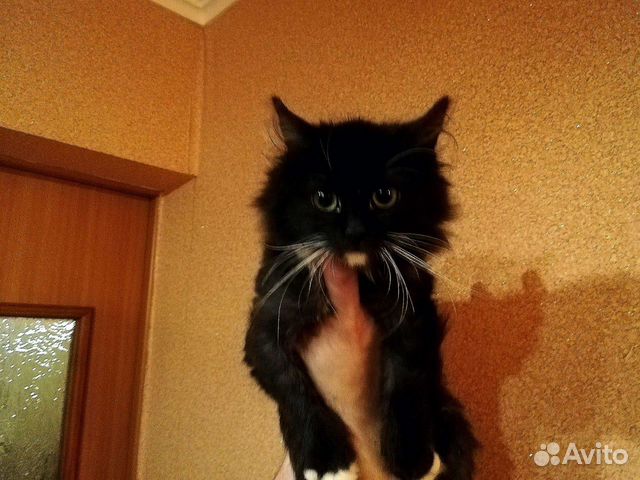 Котенок-подросток в добрые руки