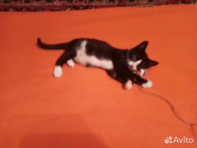 Отдаю в хорошие руки