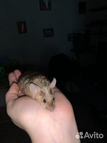 Мышки сатиновые