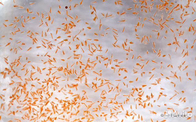 Артемия цисты