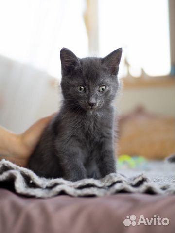 Котенок Грэй
