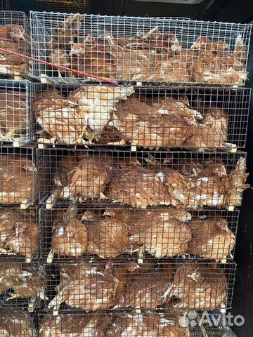 Молодка опт