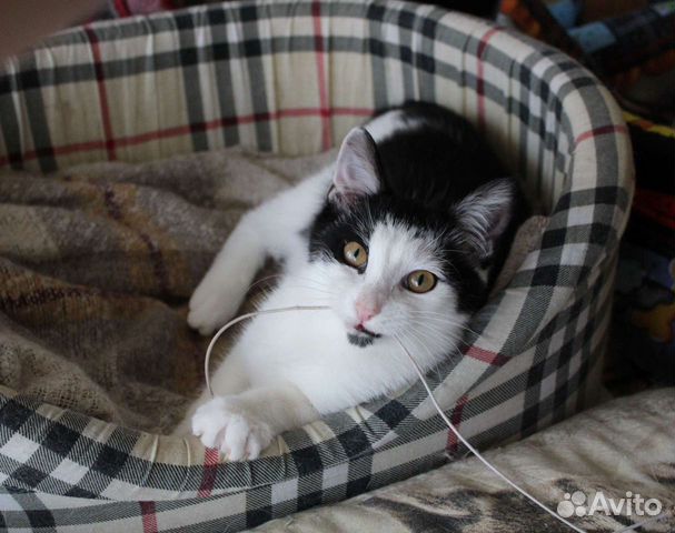 Котенок в добрые руки