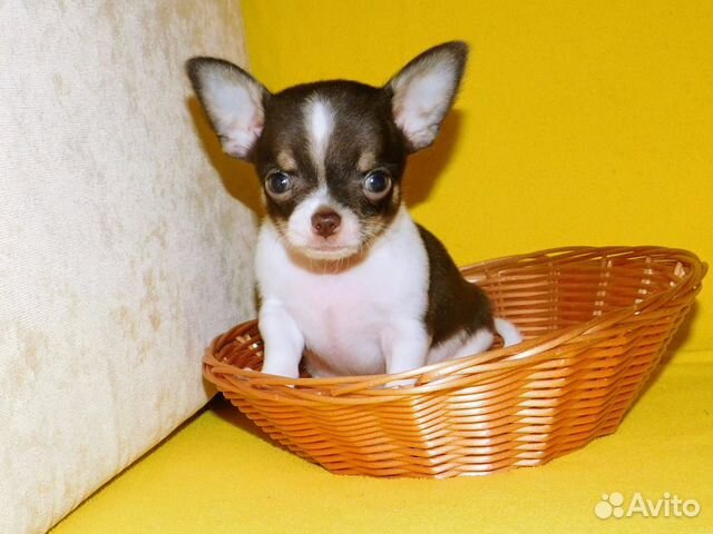 Тоша-мини мальчик чихуахуа