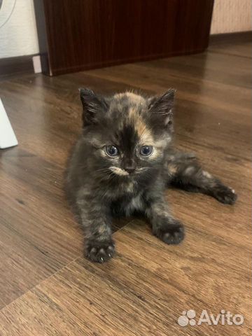 Котёнок бесплатно