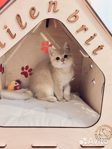 Продажа шотландские котята