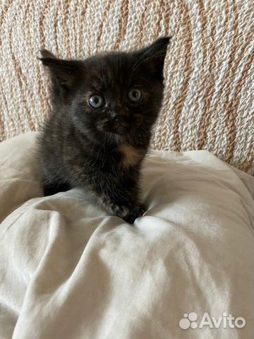 Кошки