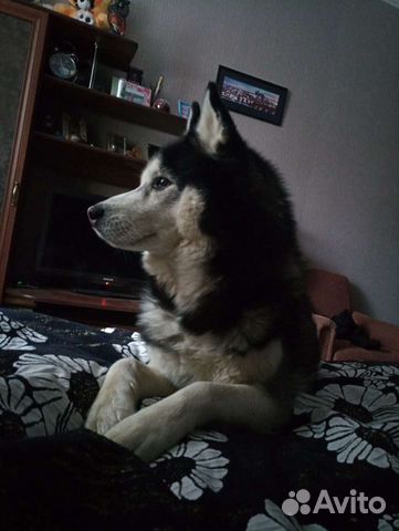 Кобель на вязку Хаски