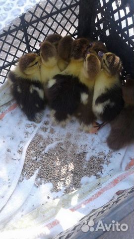 Индоутята+ мама утка