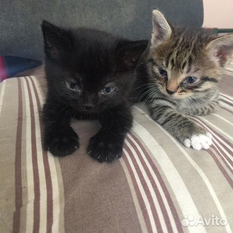 Котята в добрые руки, желательно в очень добрые