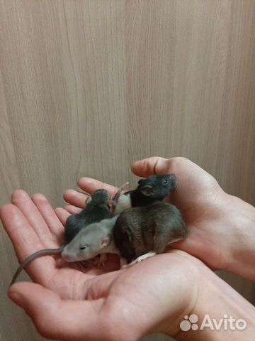 Крысята