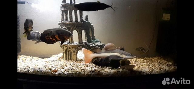 Краснохвостый сом