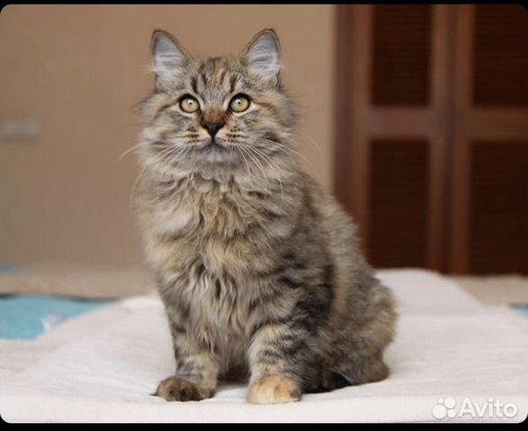 Сибирская кошка