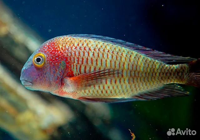 Tropheus lufubu,kaskalawe, луфубу,касакалаве