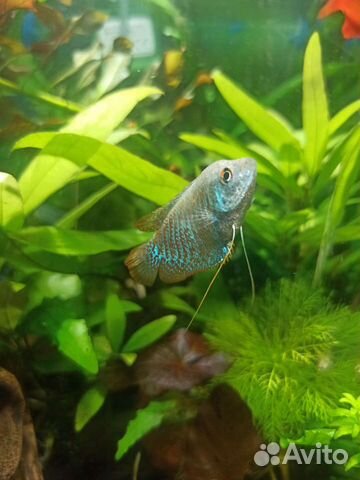 Лялиус неоновый, самец