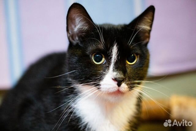 Котики Чук и Гек очень хотят домой