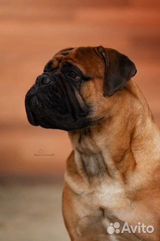 Бульмастиф. Вязка