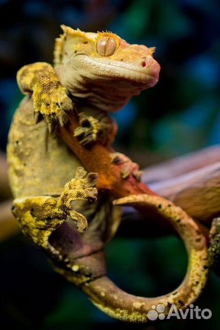 Геккон-бананоед(Correlophus ciliatus)