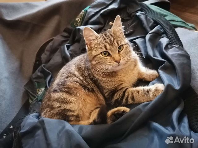 Мраморный котёнок - девочка ищет дом