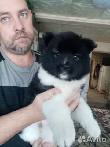 Акита