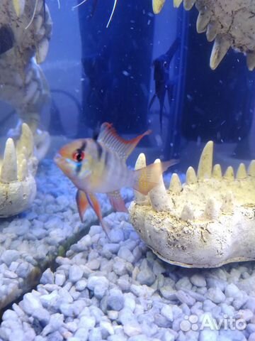 Рыба, Карликавая цихлида - апистограмма