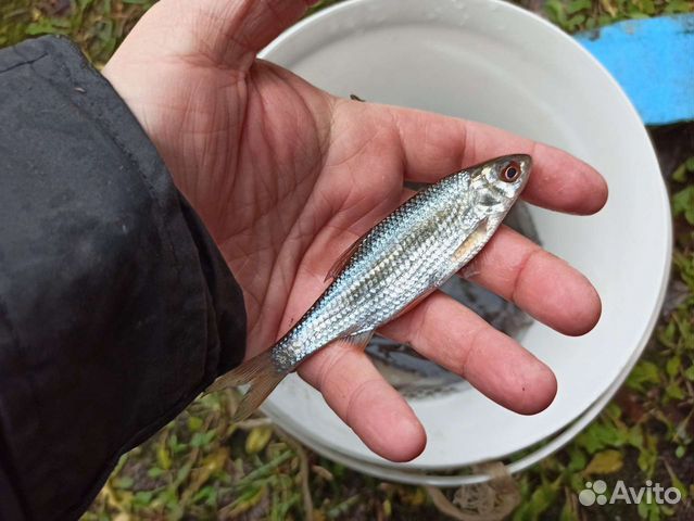 Плотва живец