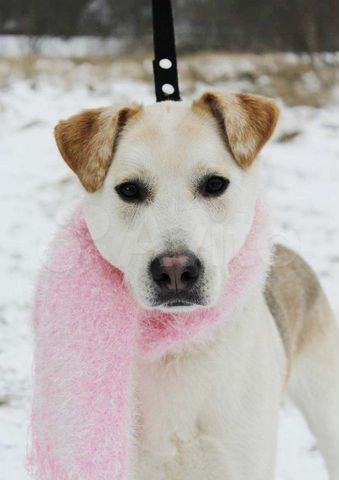 Молодой преданный пёс ищет дом