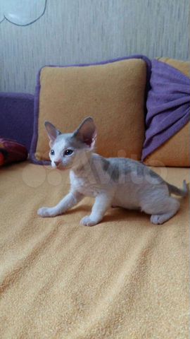 Котята сфинкс